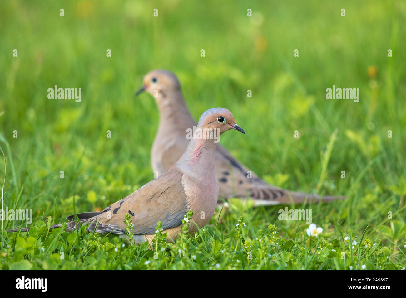 Mourning doves hi-res stock photography and images - Alamy Mourning doves hi-res stock photography and images - Alamy