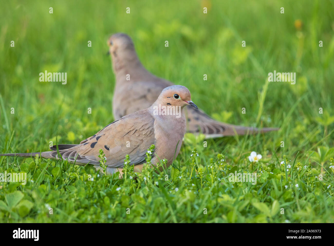 Mourning dove pair hi-res stock photography and images - Alamy