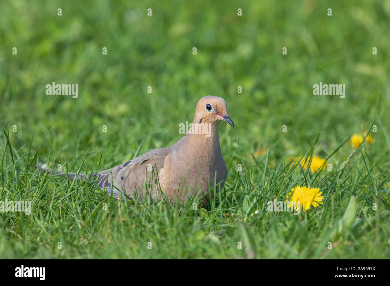 Dove family hi-res stock photography and images - Alamy