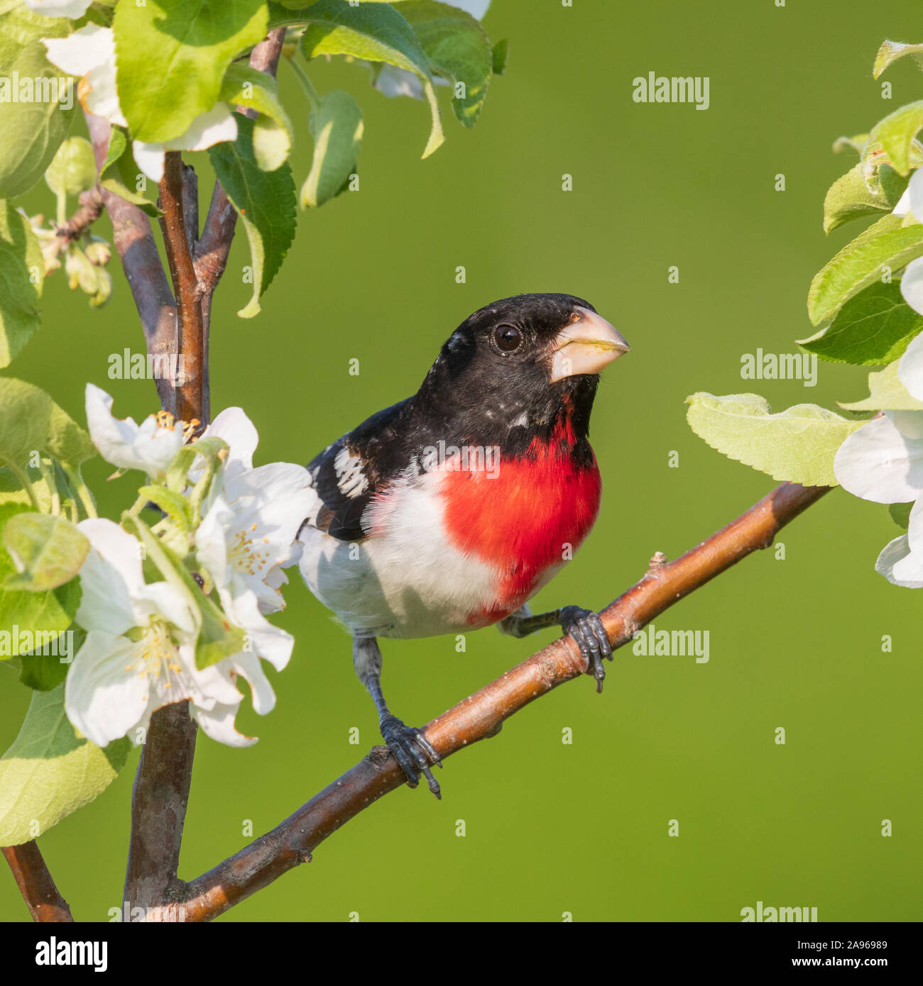 Male red breasted grosbeak hi-res stock photography and images - Alamy