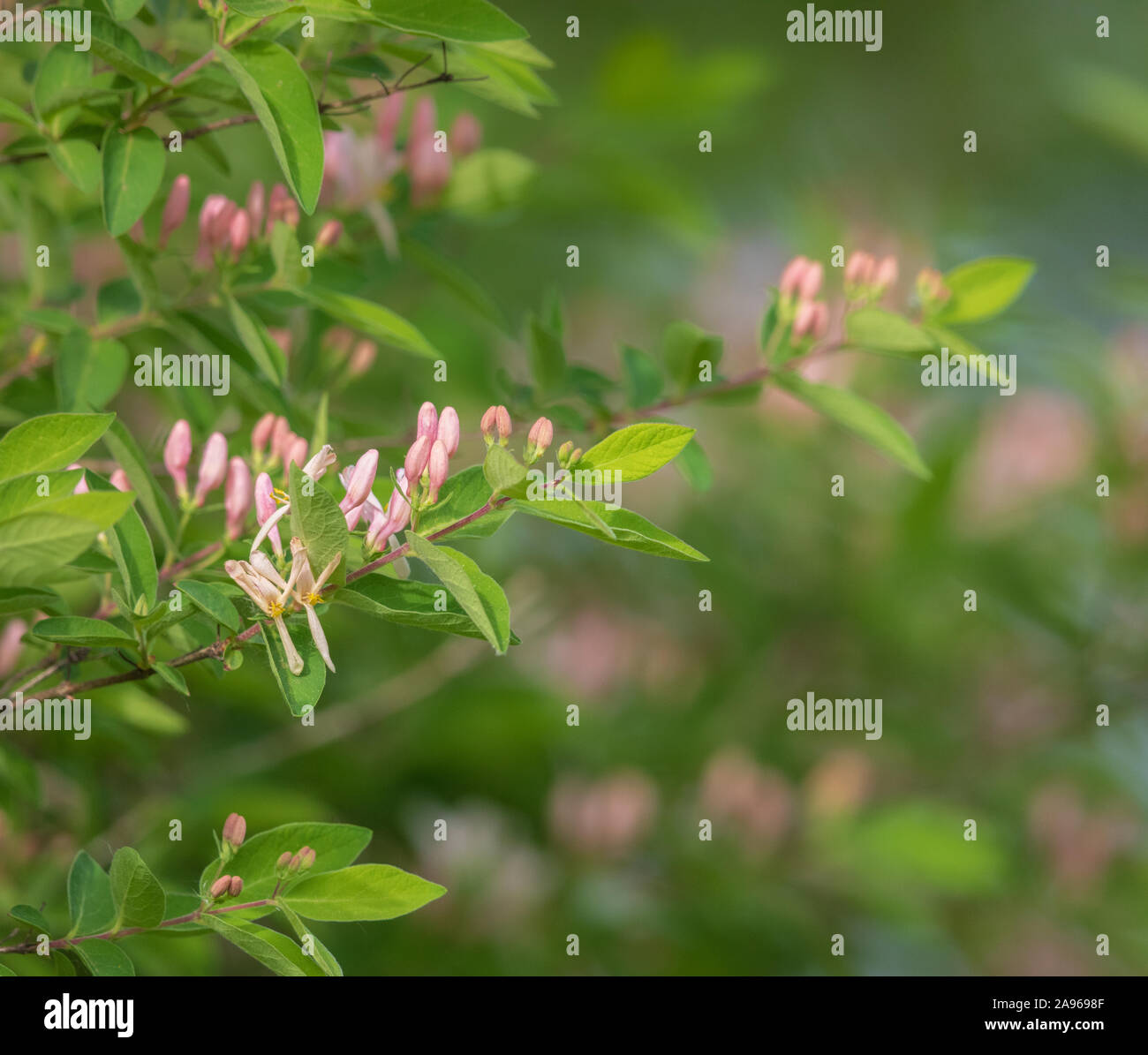 Flowering Morrow's honeysuckle in northern Wisconsin Stock Photo - Alamy