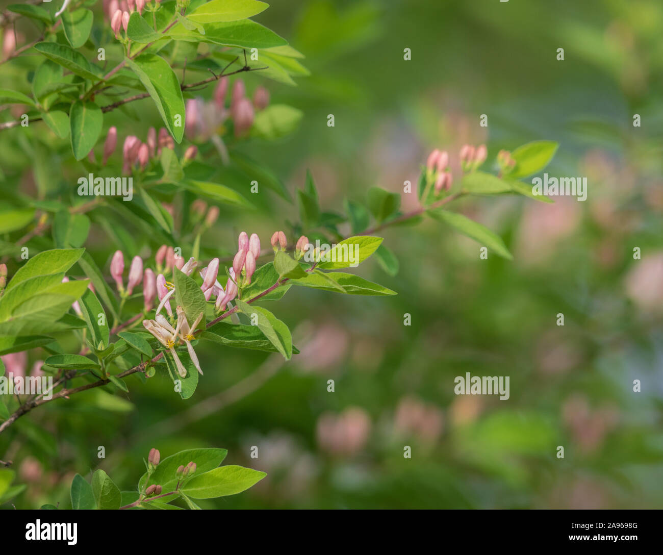 Flowering Morrow's honeysuckle in northern Wisconsin Stock Photo - Alamy