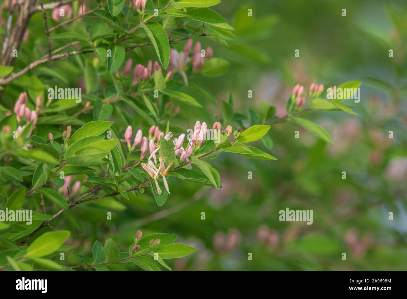 Flowering Morrow's honeysuckle in northern Wisconsin Stock Photo - Alamy