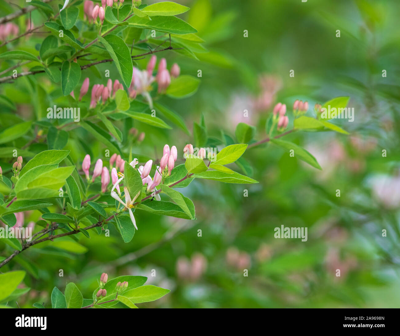 Flowering Morrow's honeysuckle in northern Wisconsin Stock Photo - Alamy