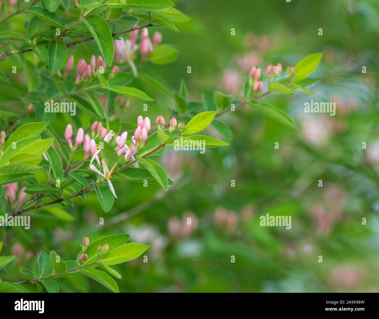 Flowering Morrow's honeysuckle in northern Wisconsin Stock Photo - Alamy