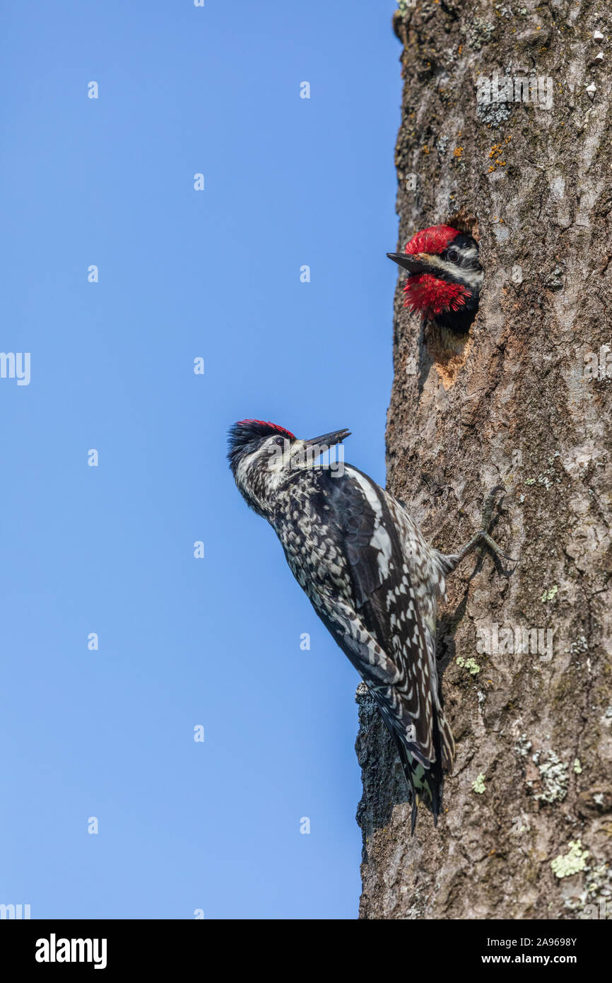 North american woodpeckers hi-res stock photography and images - Alamy
