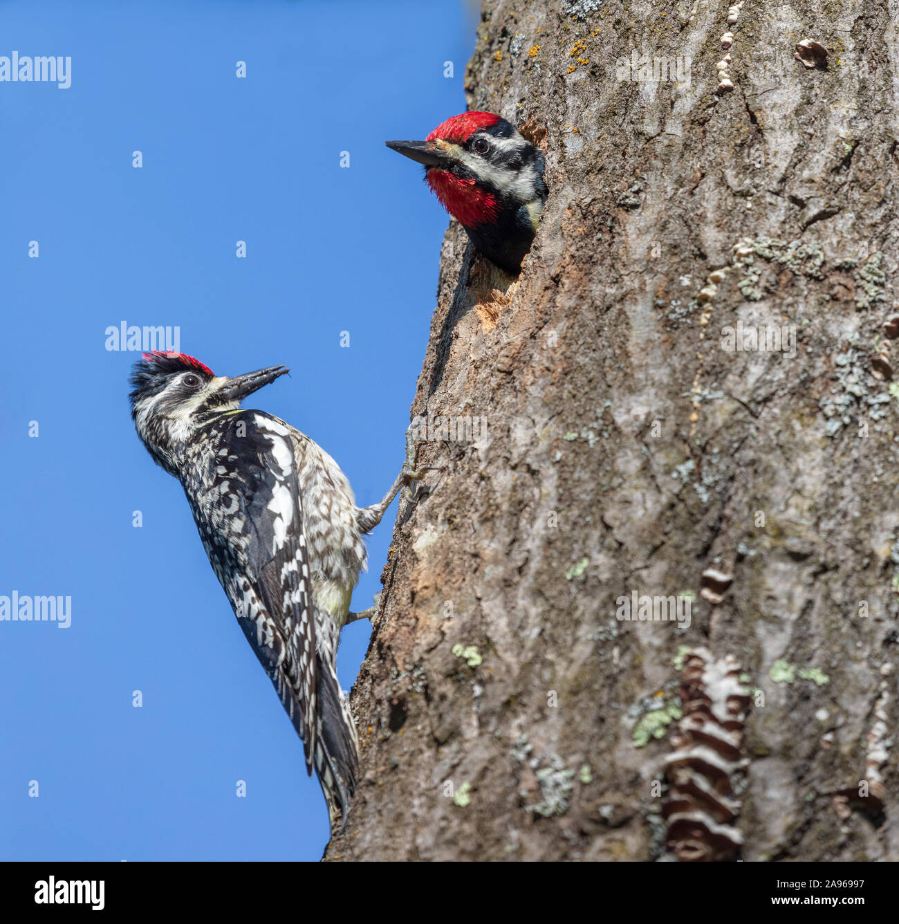Yellow-bellied sapsucker parents at their cavity nest in northern ...