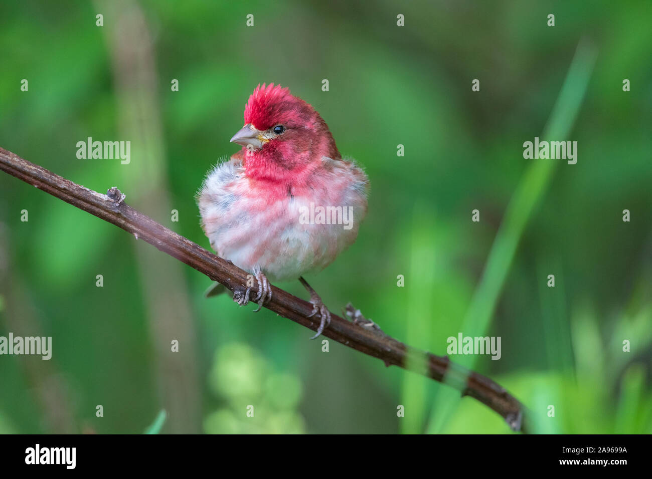 Male finch hi-res stock photography and images - Alamy