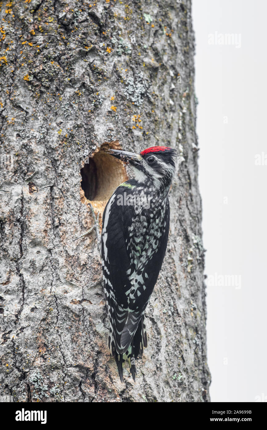Female yellow-bellied sapsucker bringing food to her nestlings Stock ...