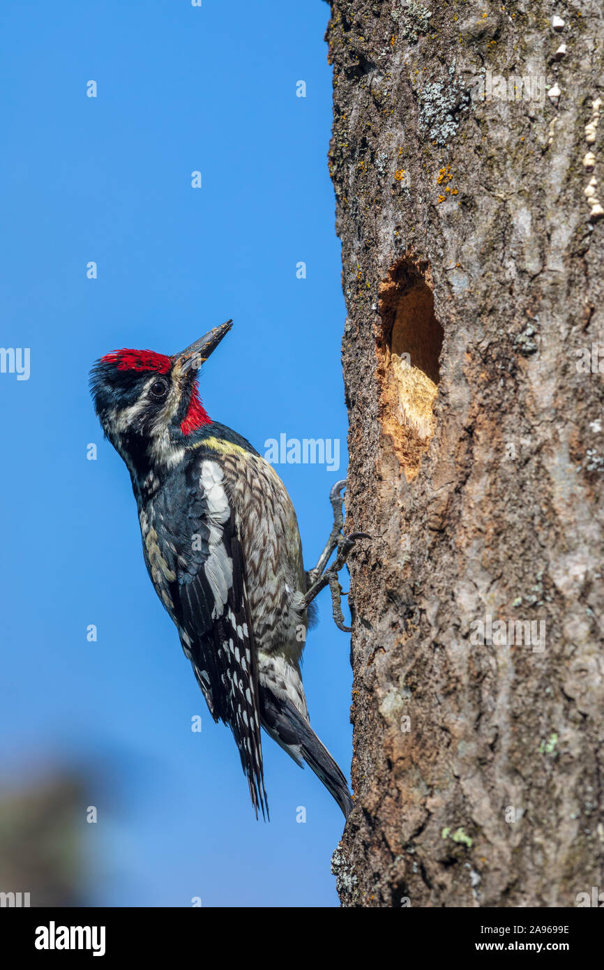 Sapsucker woodpecker hi-res stock photography and images - Alamy