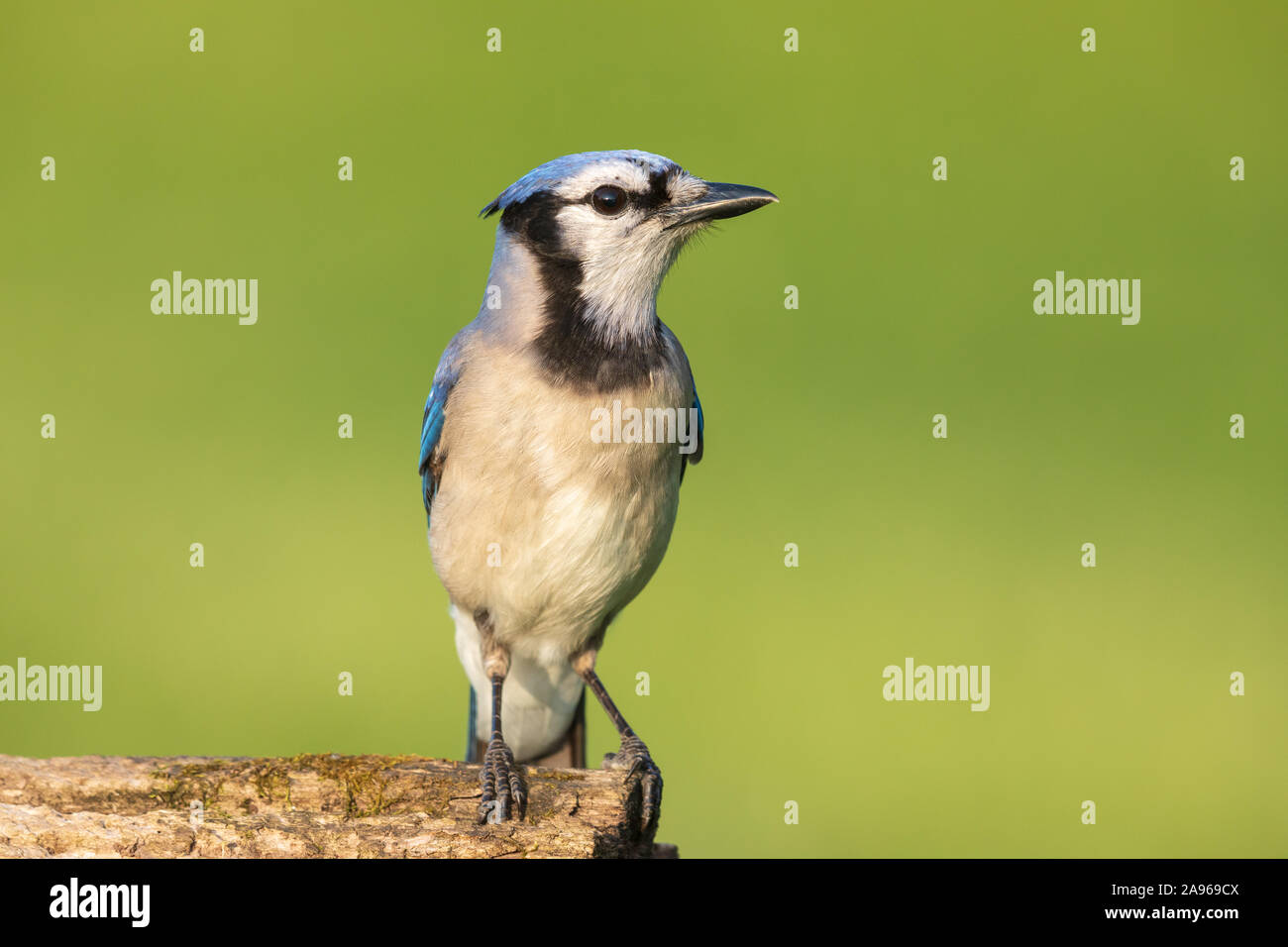 Blue jay perched on a log in northern Wisconsin Stock Photo - Alamy