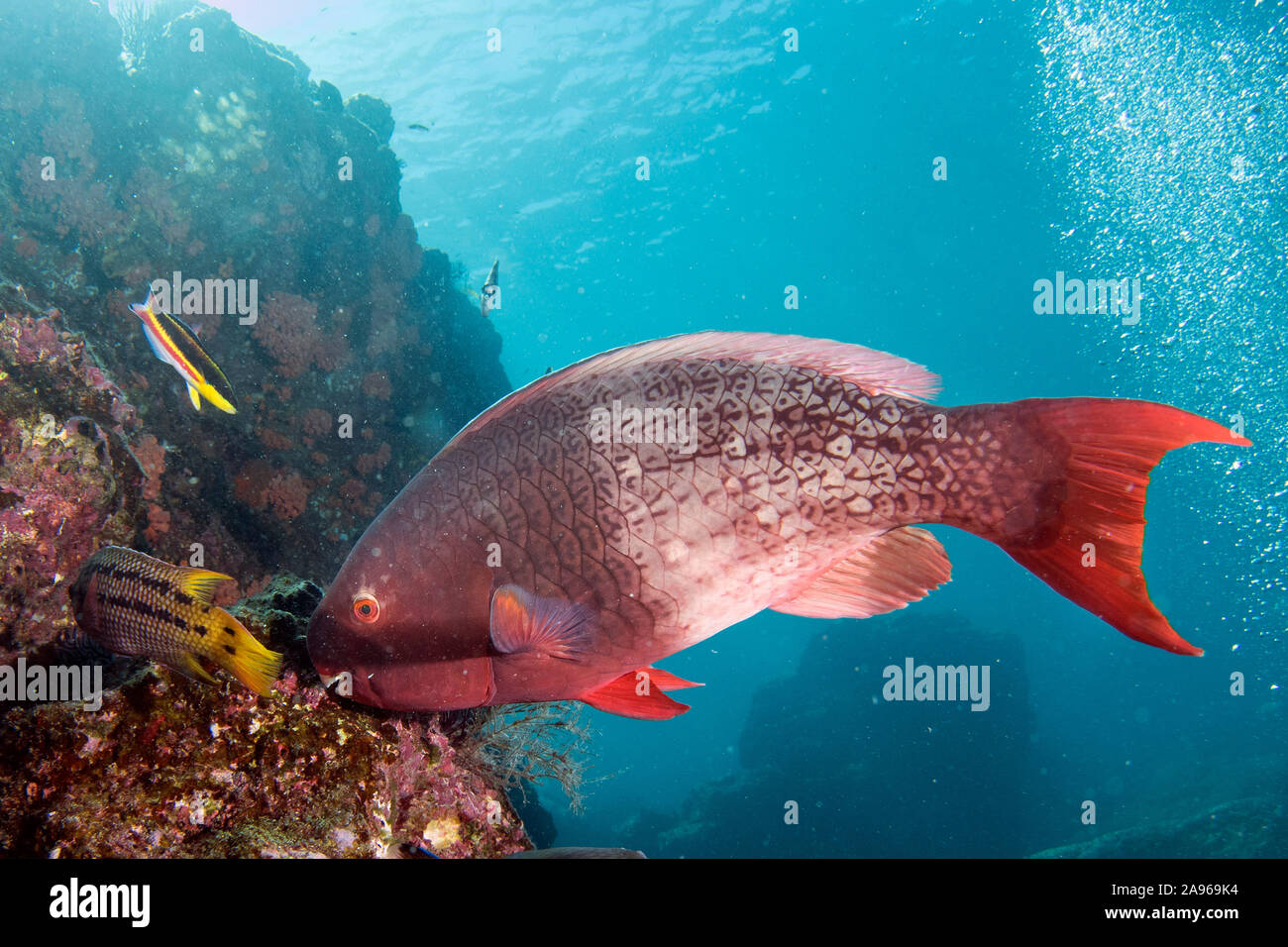 pink Parrot fish underwater eating coral while diving the deep blue sea ...