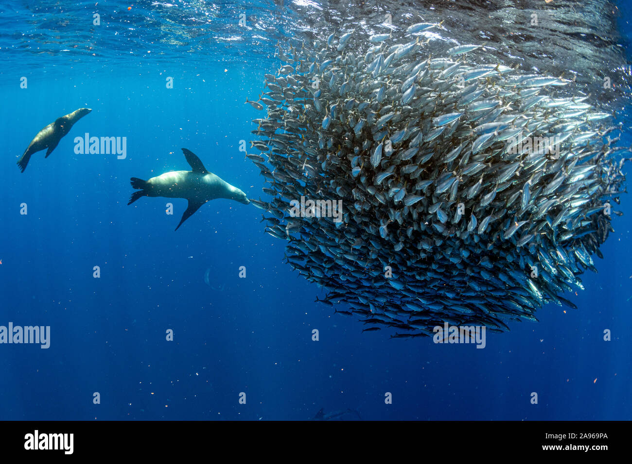 sea lion hunting in sardine run bait ball in pacific ocean blue water ...