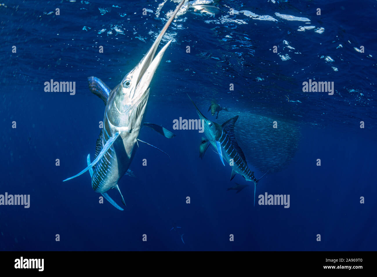 Striped marlin hunting in sardine run bait ball in pacific ocean blue ...