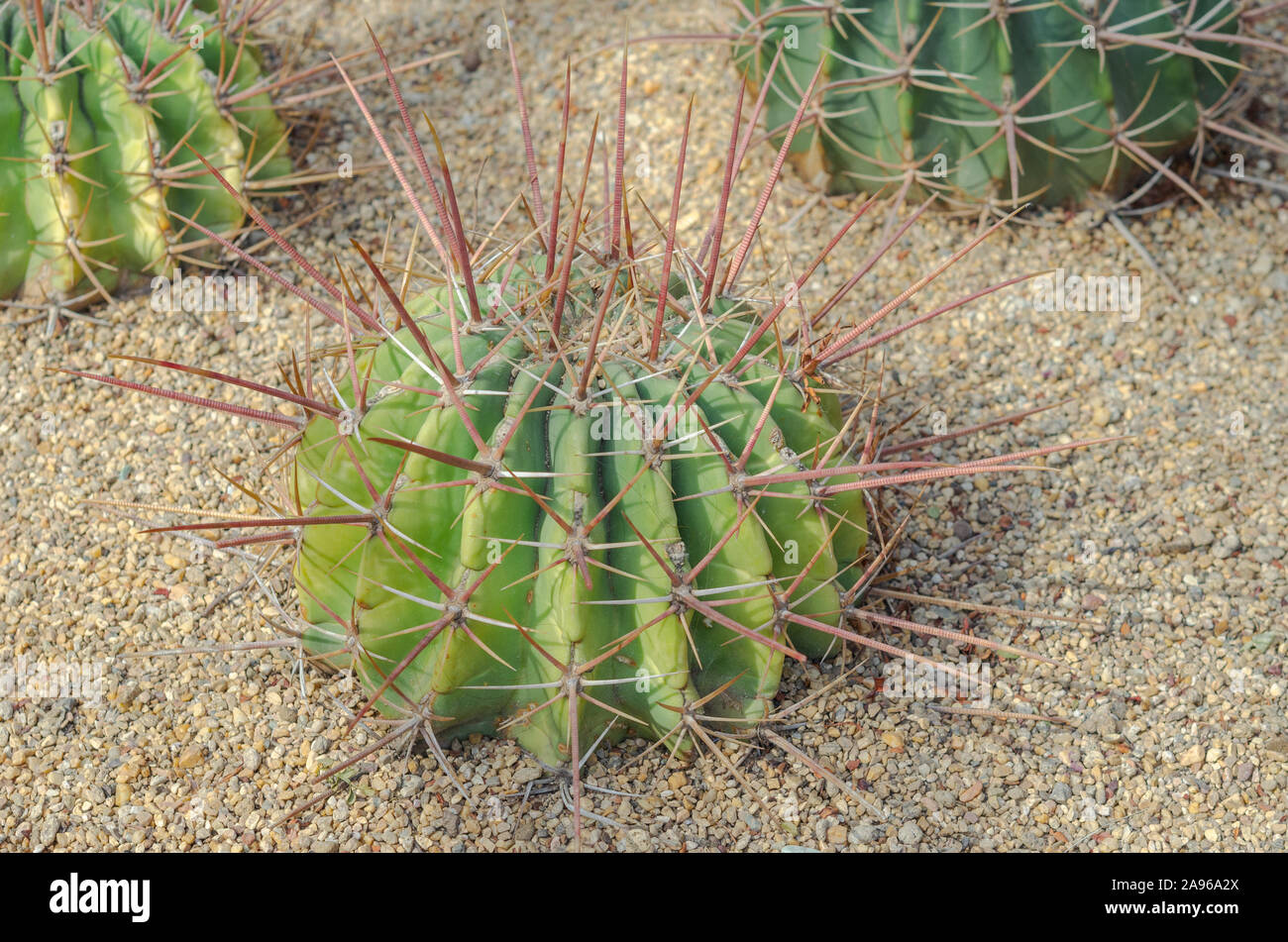 Cactus is a native plant that has its origins in the desert Stock Photo ...