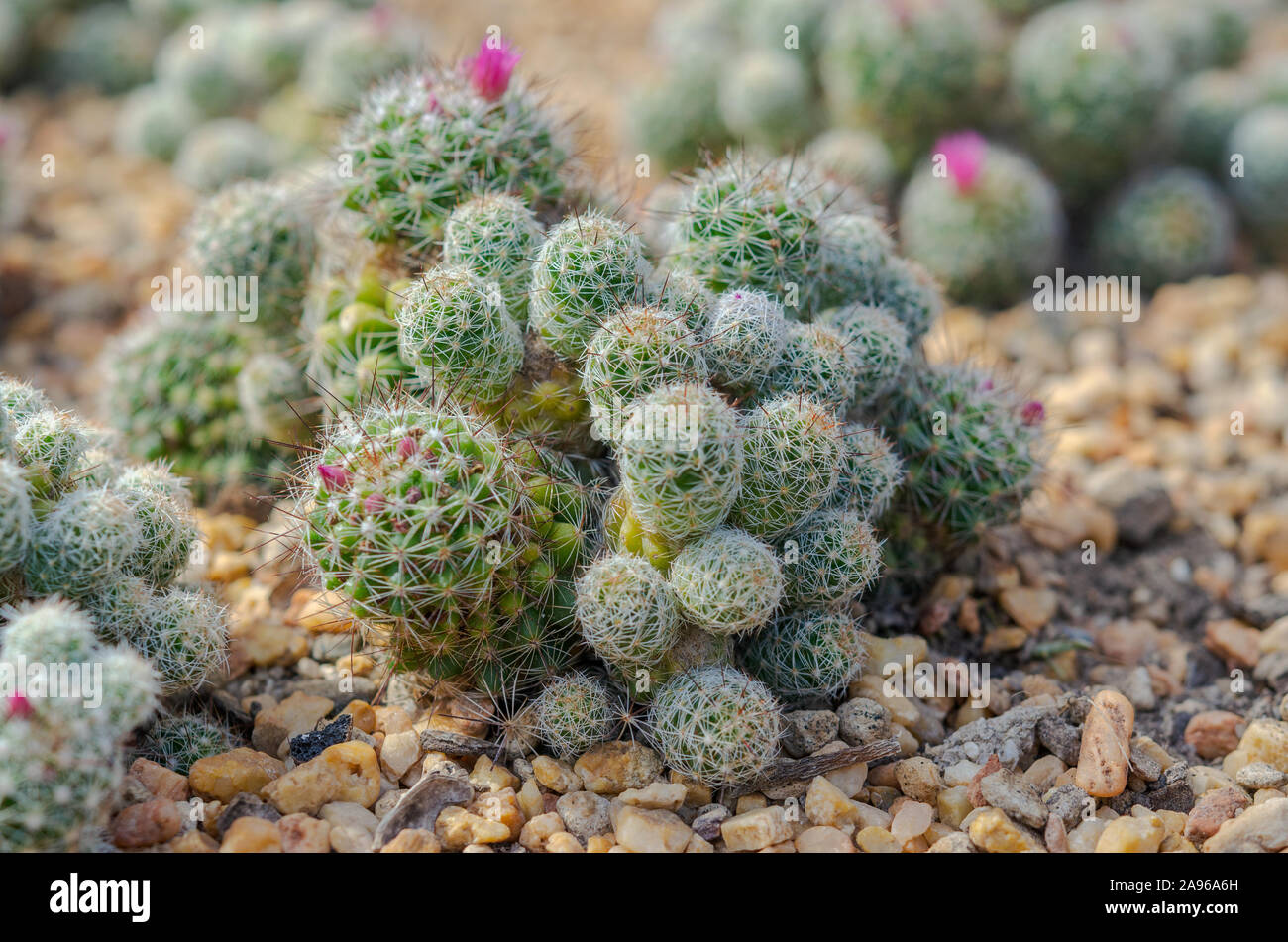 Cactus is a native plant that has its origins in the desert Stock Photo ...