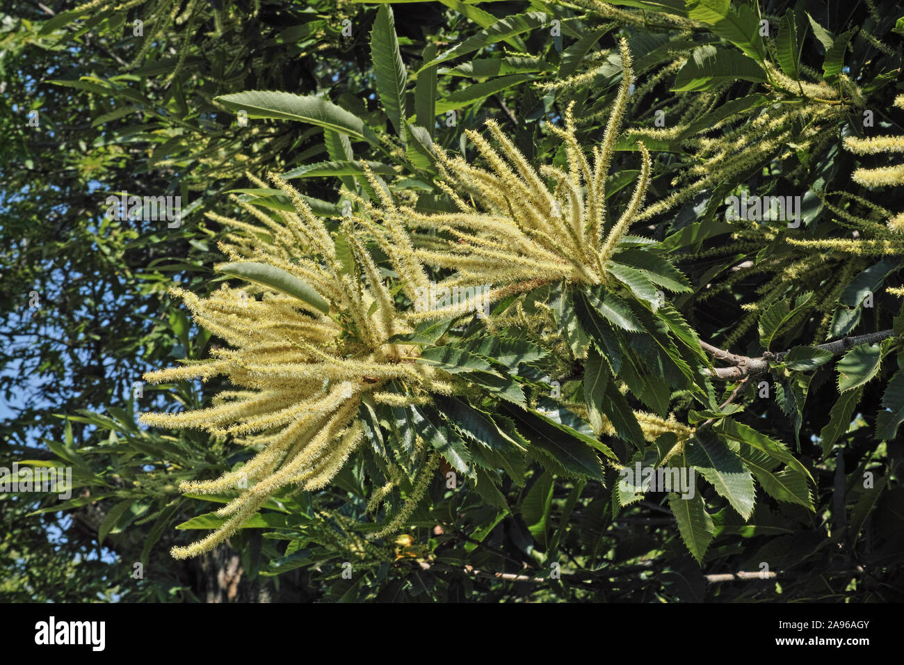 inflorescences or chestnut catkins in full blooming Stock Photo - Alamy