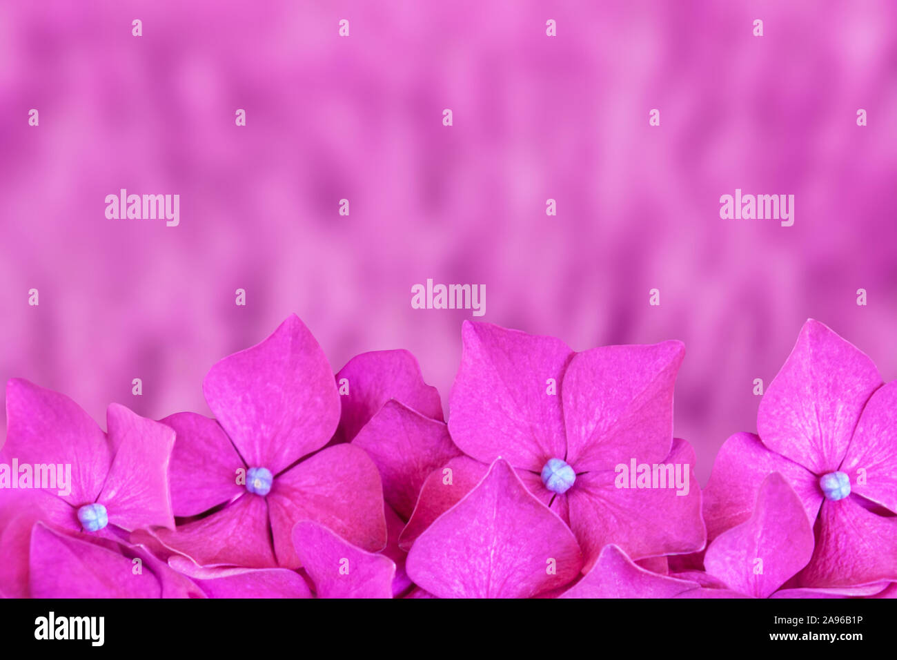 Pink Hydrangea Flowers Background Stock Photo - Alamy