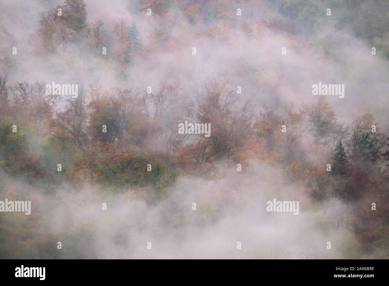 Landscape of misty autumn forest in mountain hills in Slovenia Stock ...