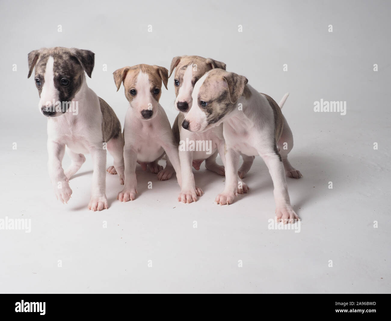 Group of four puppies whippets purebred dog with 36 days old tabby and ...