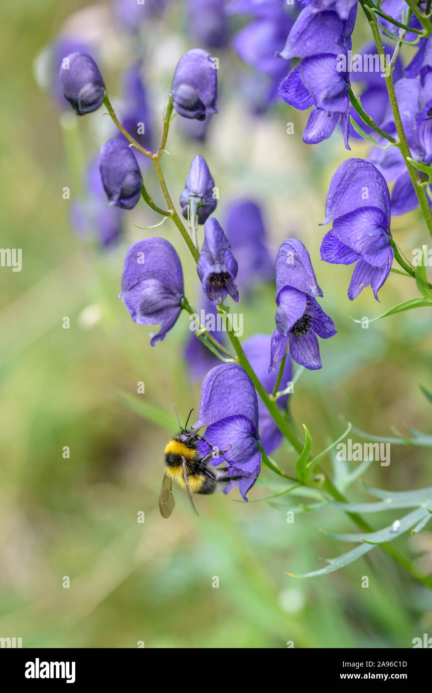 Eisenhut High Resolution Stock Photography and Images - Alamy