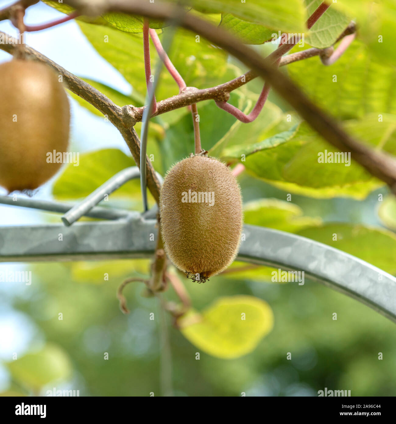 Actinidiaceae hi-res stock photography and images - Alamy