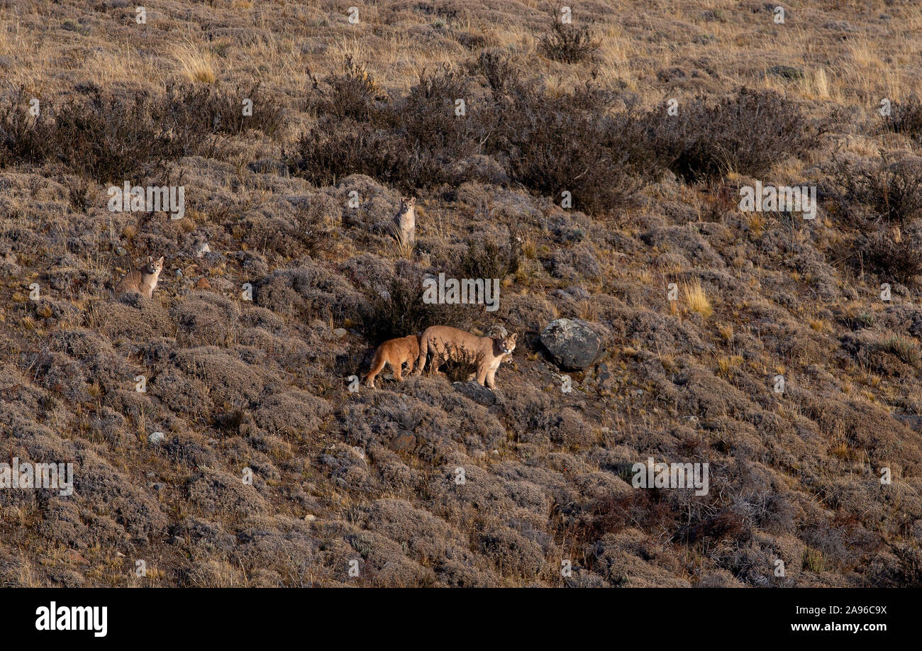 Adult female Patagonian Puma, standing on hill with her 4 young cubs ...