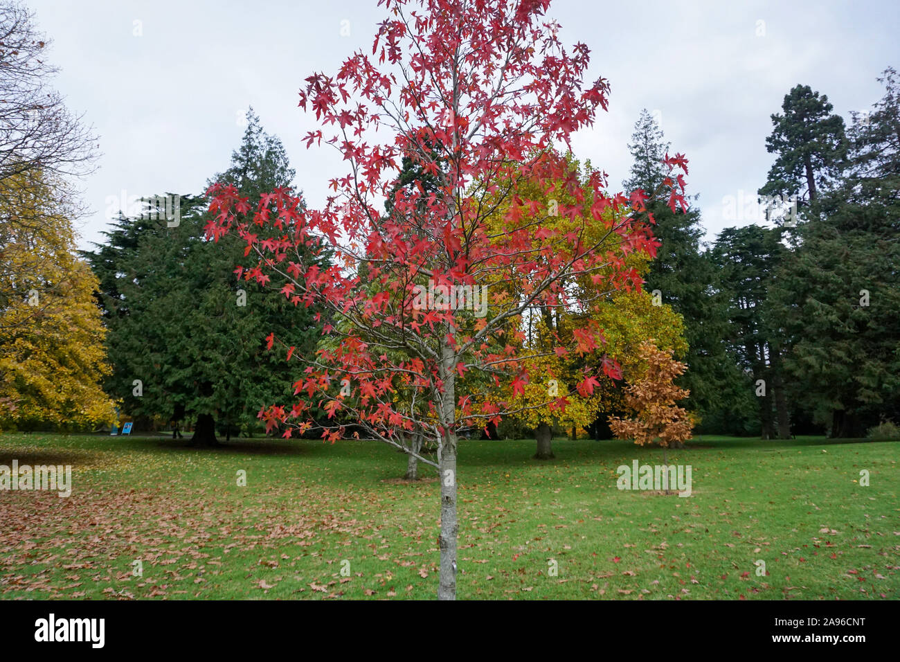 Sweet gum tree hi-res stock photography and images - Alamy