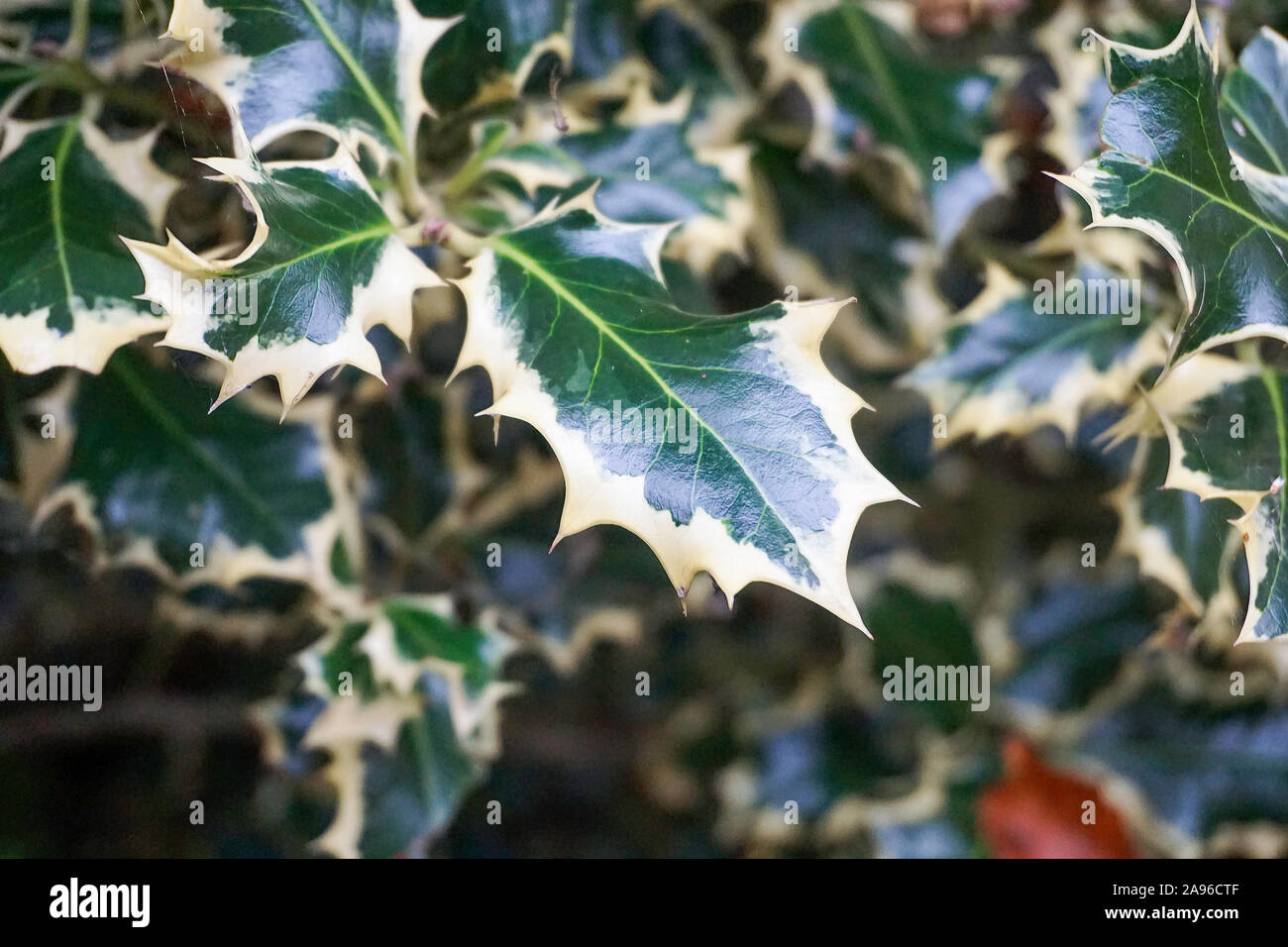 Variegated Holly Bush