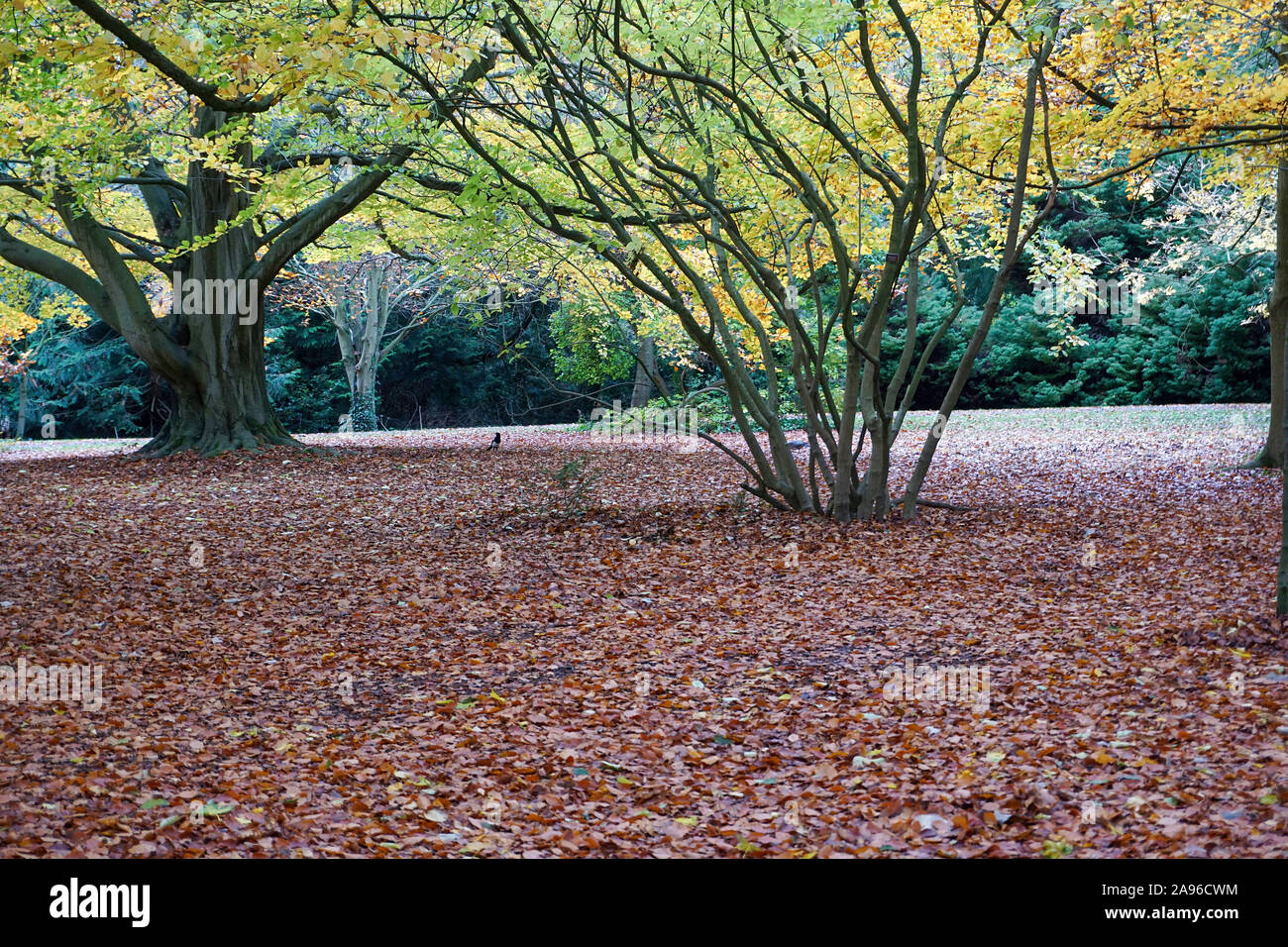 Autumn in Dublin's Phoenix Park with the ground covered in leaf and the ...