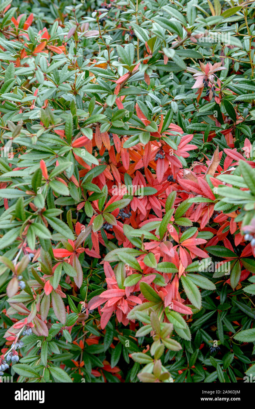 Berberis julianae hi-res stock photography and images - Alamy