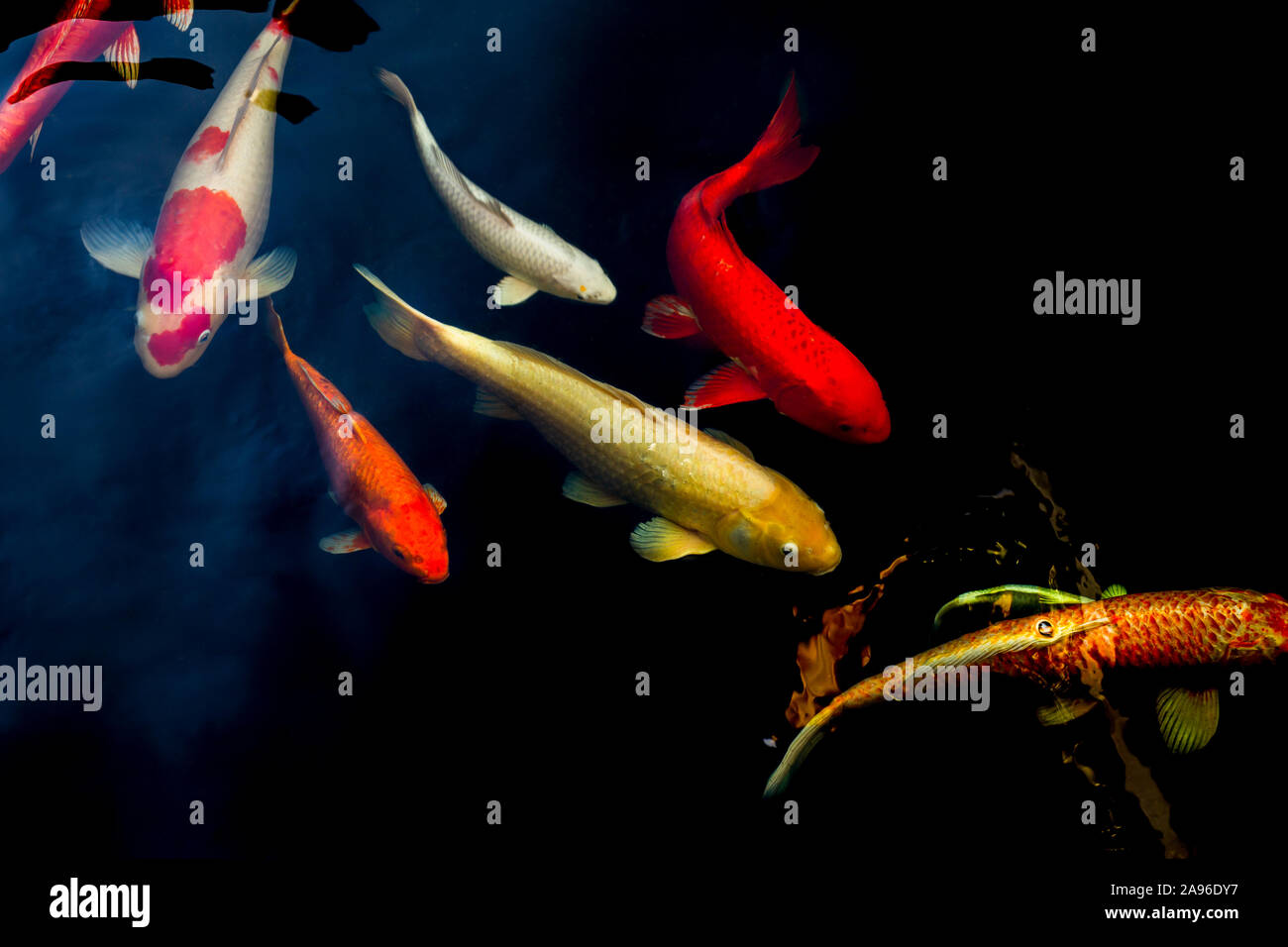 Japanese Koi fish swim in pond isolate in black background Stock Photo ...