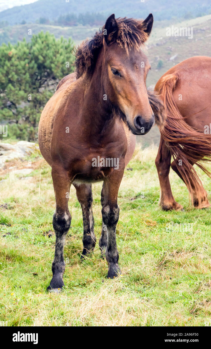 Horses in the fields of the Basque Country Stock Photo - Alamy