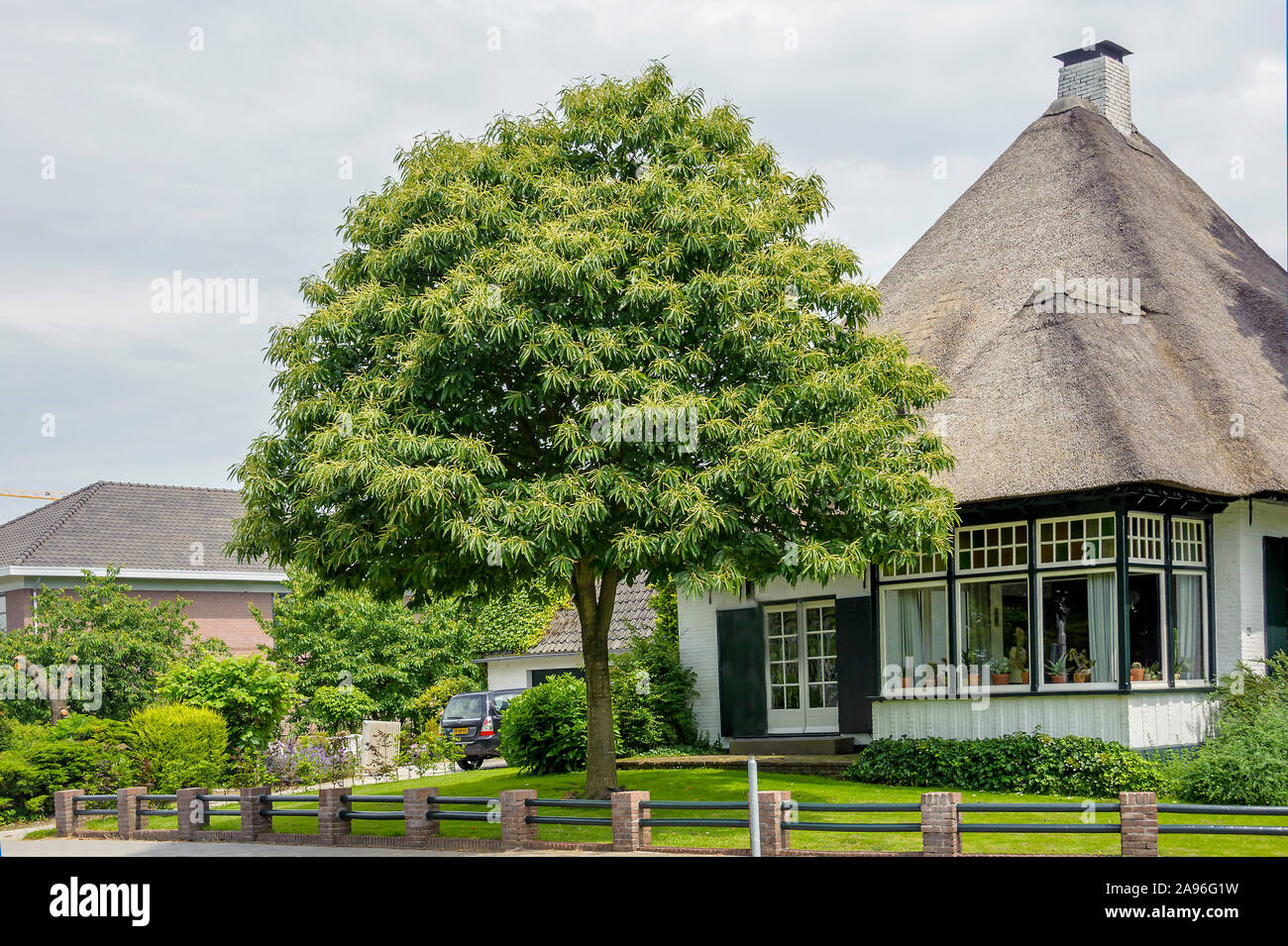 Castanea vesca hi-res stock photography and images - Alamy