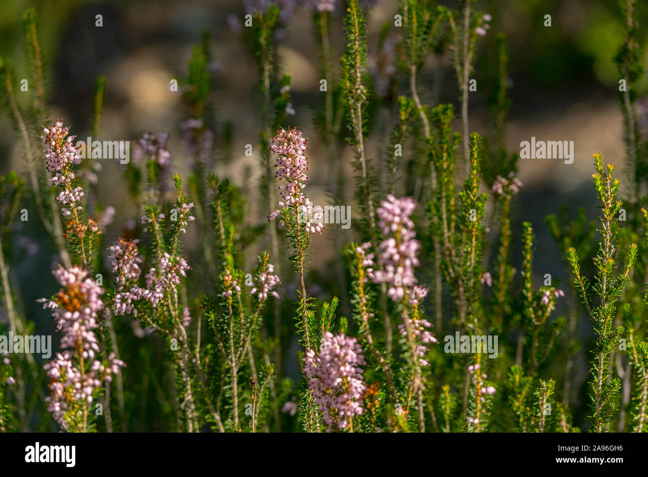 Mediterranean flora with the Panoramic View of the city of Sant Antoni ...