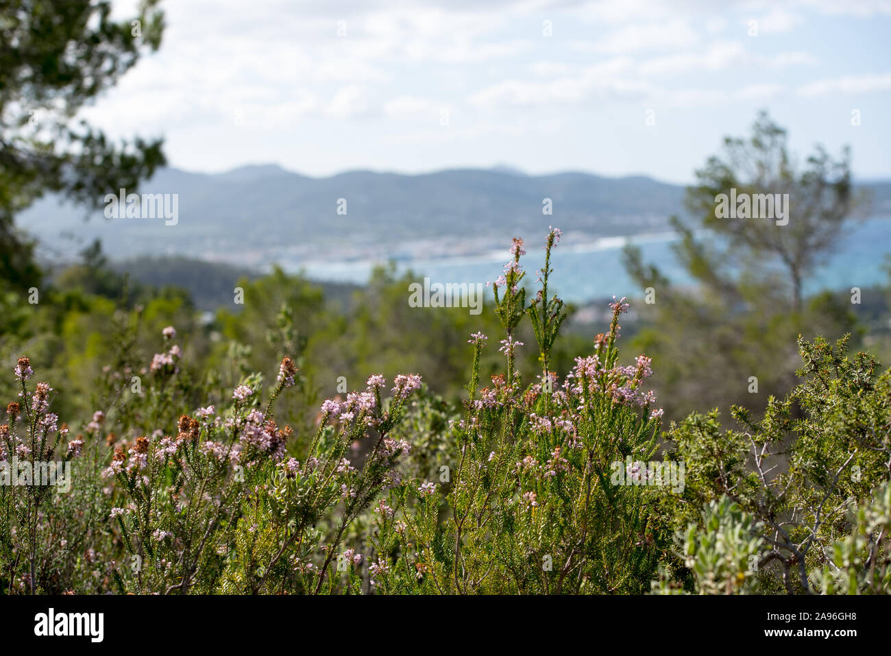 Mediterranean flora with the Panoramic View of the city of Sant Antoni ...