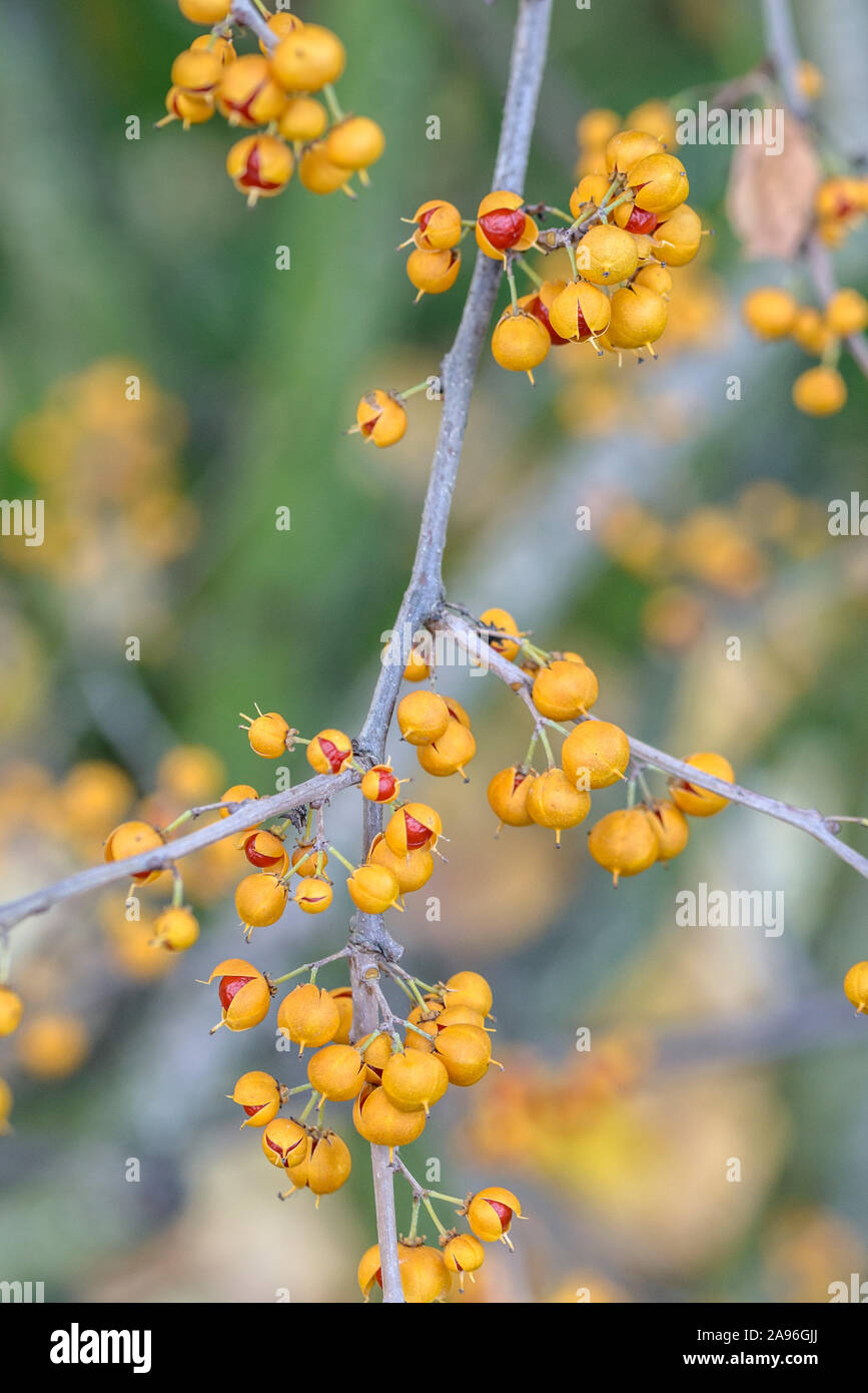 Baumwürger (Celastrus orbiculatus 'Diana' Stock Photo - Alamy
