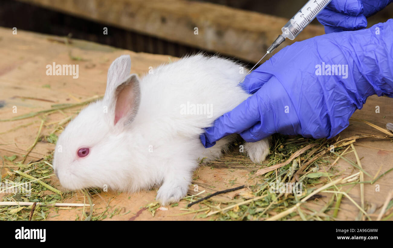 Animal testing cage hi-res stock photography and images - Alamy