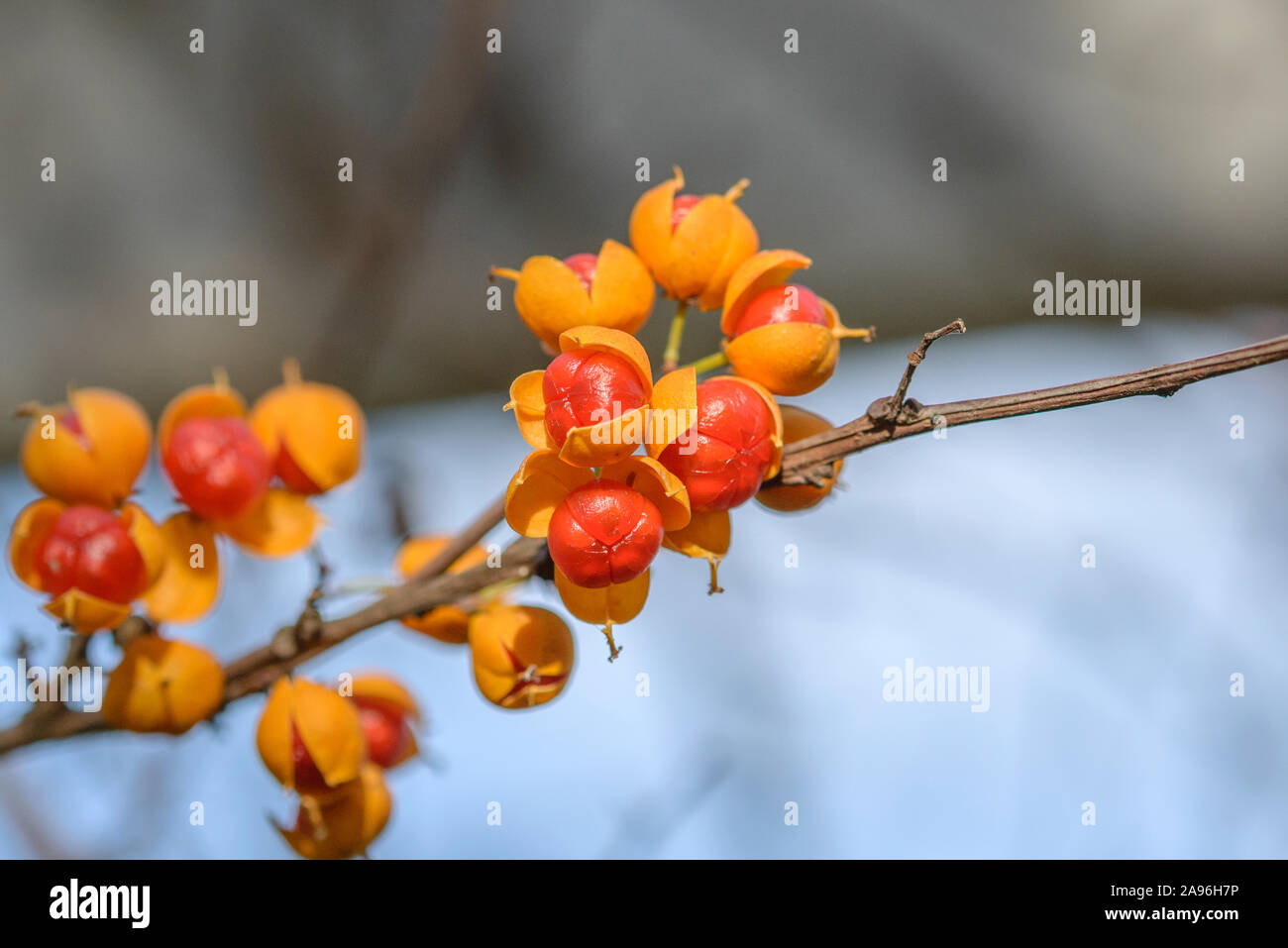 Celastrus hi-res stock photography and images - Alamy