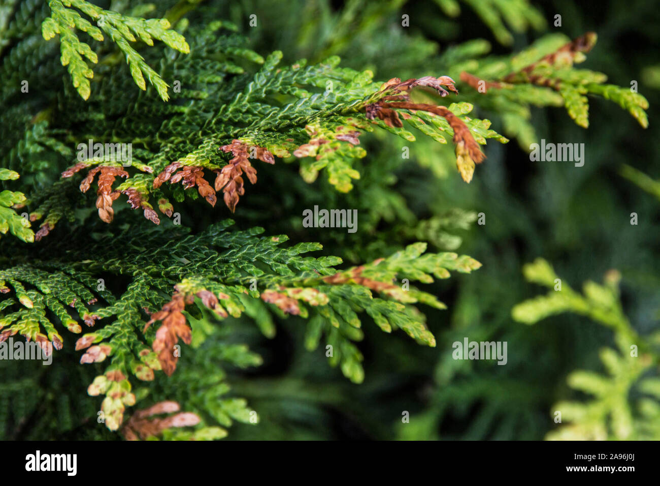 Thuja plants diseases Stock Photo - Alamy