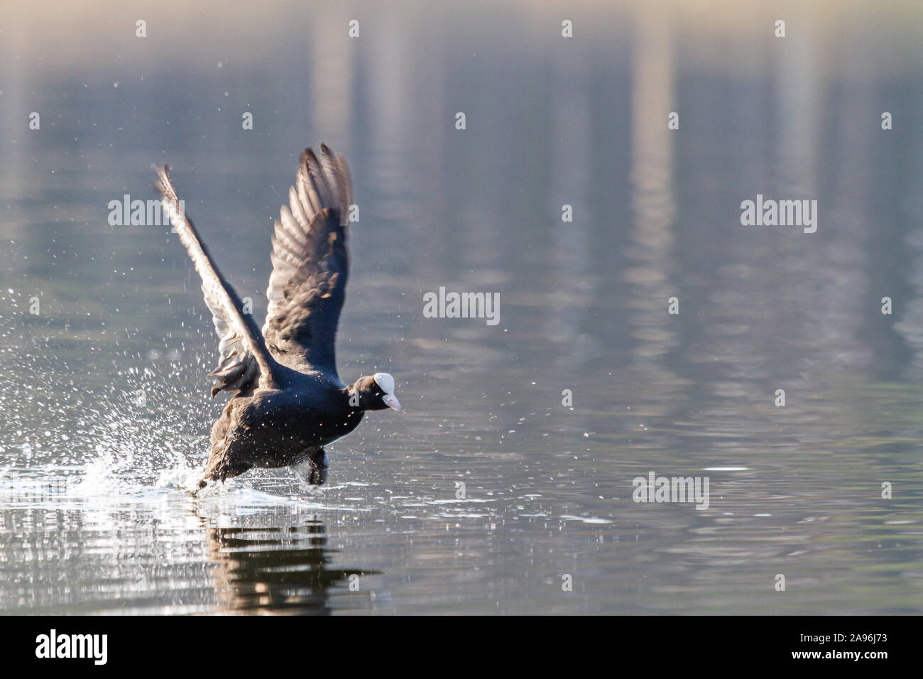 bird runs on water flapping wings Stock Photo - Alamy