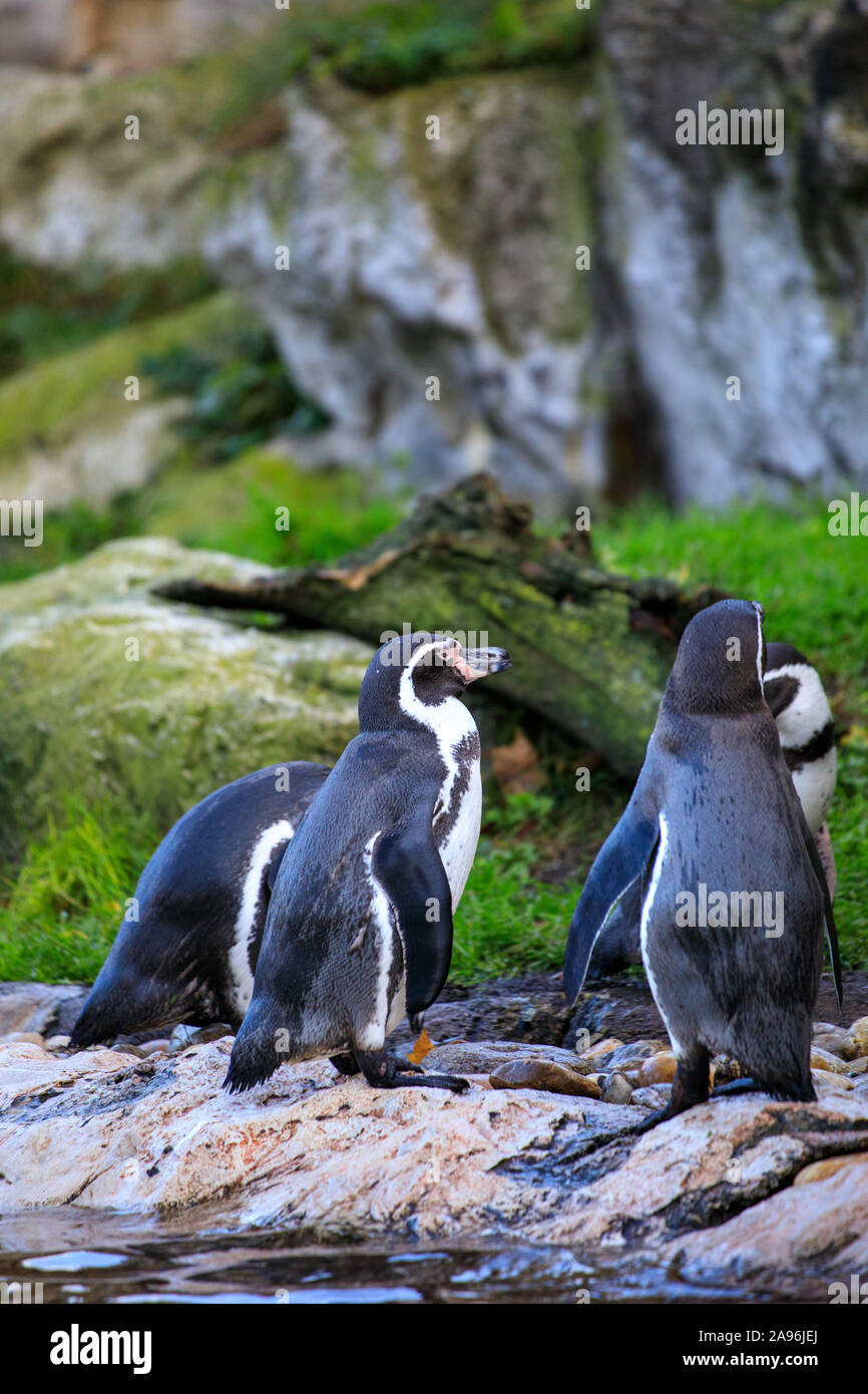 Penguin eating fish hi-res stock photography and images - Alamy