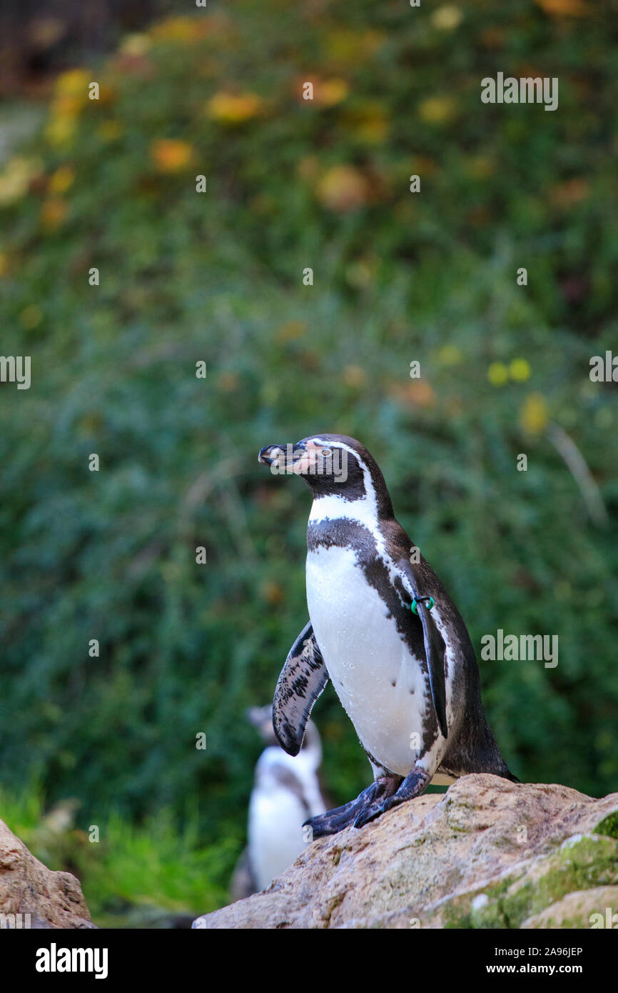 African penguin eating fish hi-res stock photography and images - Alamy