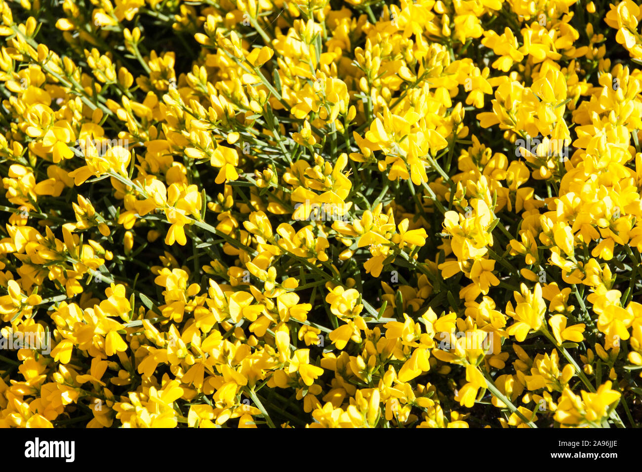 Genista flowers hi-res stock photography and images - Alamy