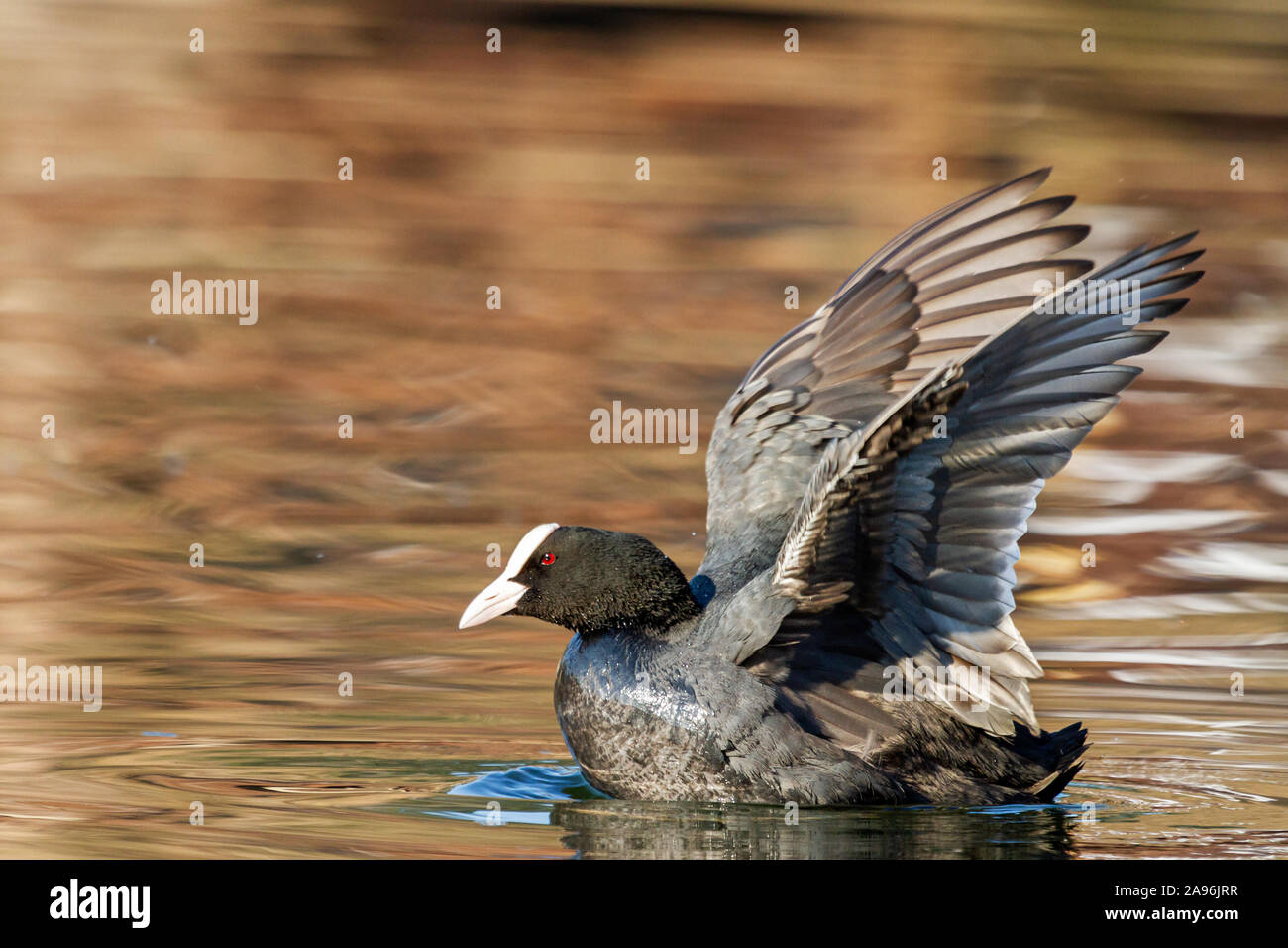 Coot fulica atra stretching wings hi-res stock photography and images ...