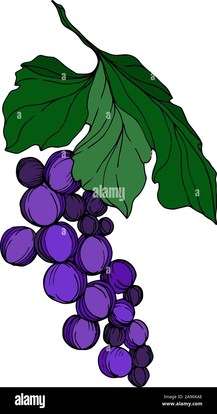 Vector Grape berry healthy food. Black and white engraved ink art ...