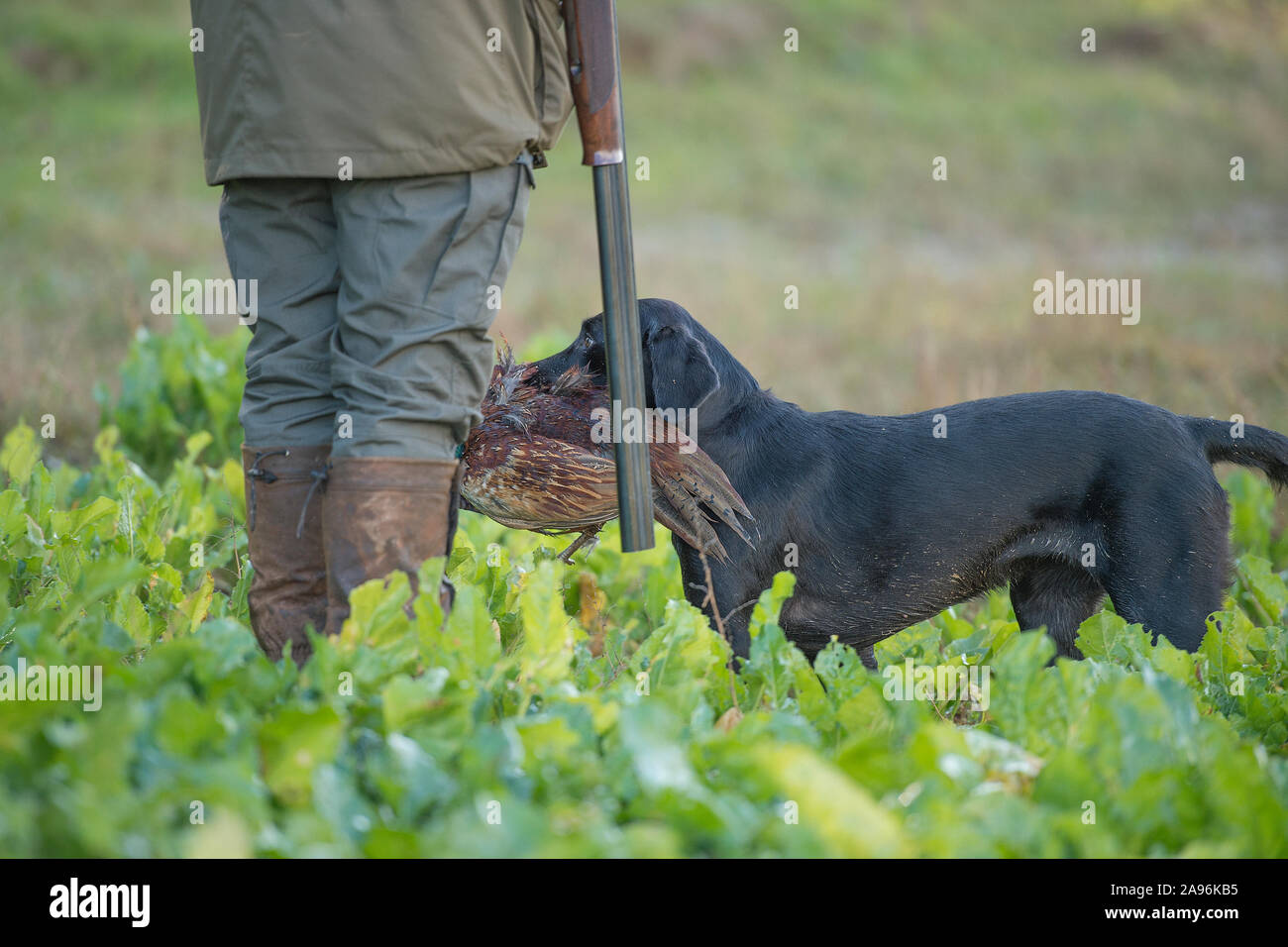 Labrador Retrieving A Dead Bird High Resolution Stock Photography and ...