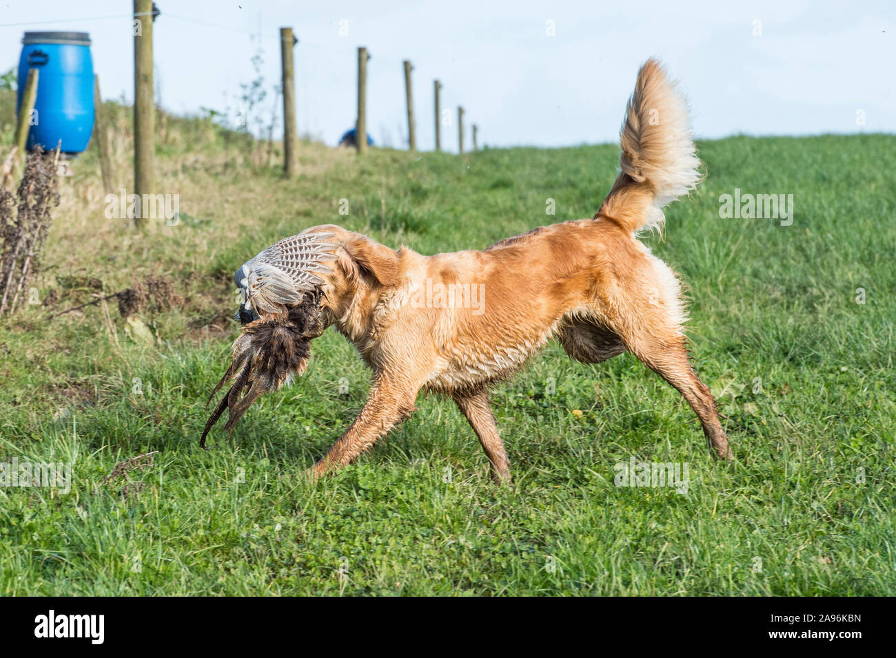 golden retriever dog carrying dead shot pheasant Stock Photo - Alamy