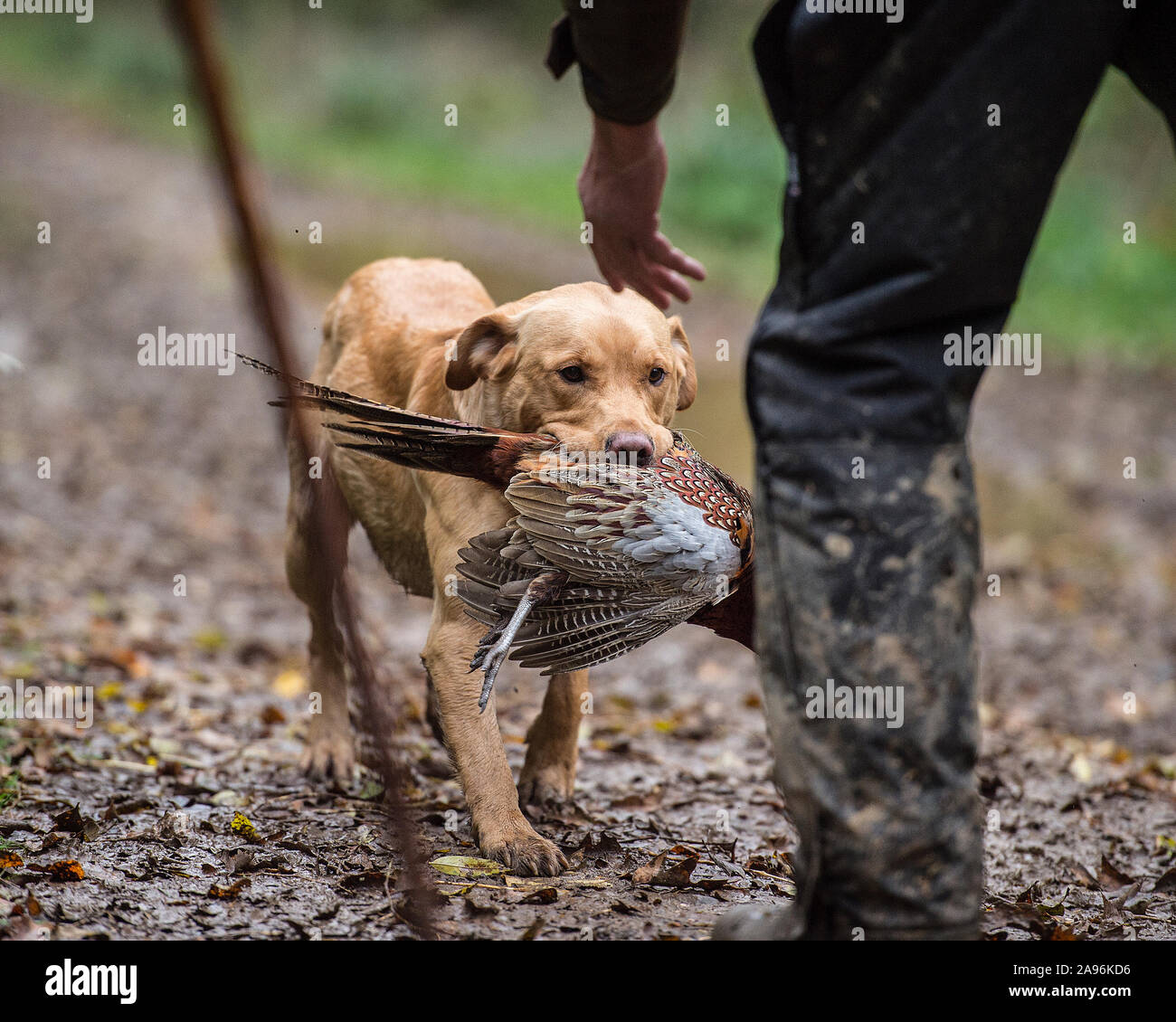 Labrador retriever retrieving pheasant hi-res stock photography and ...