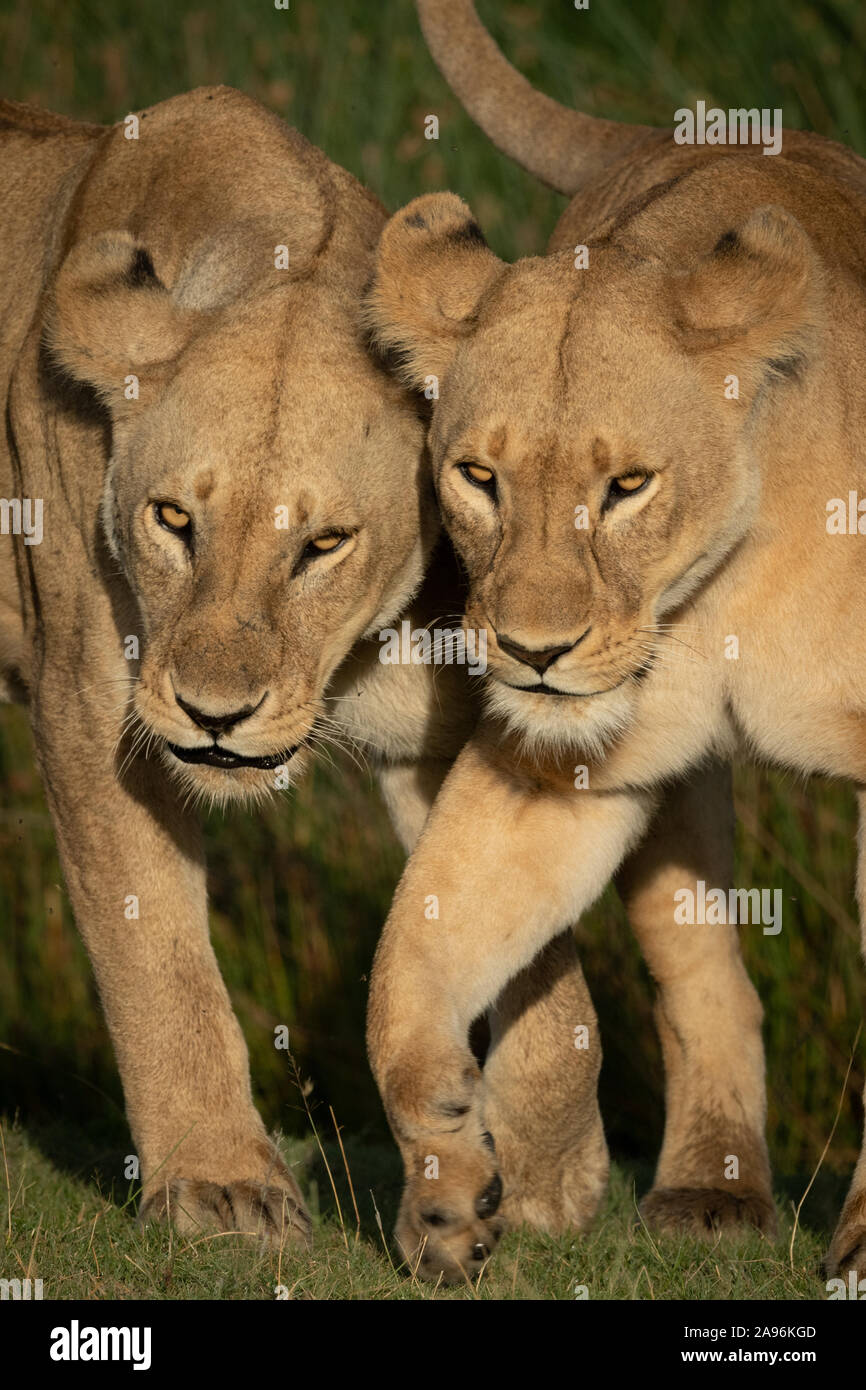 Two lionesses walking on hi-res stock photography and images - Alamy